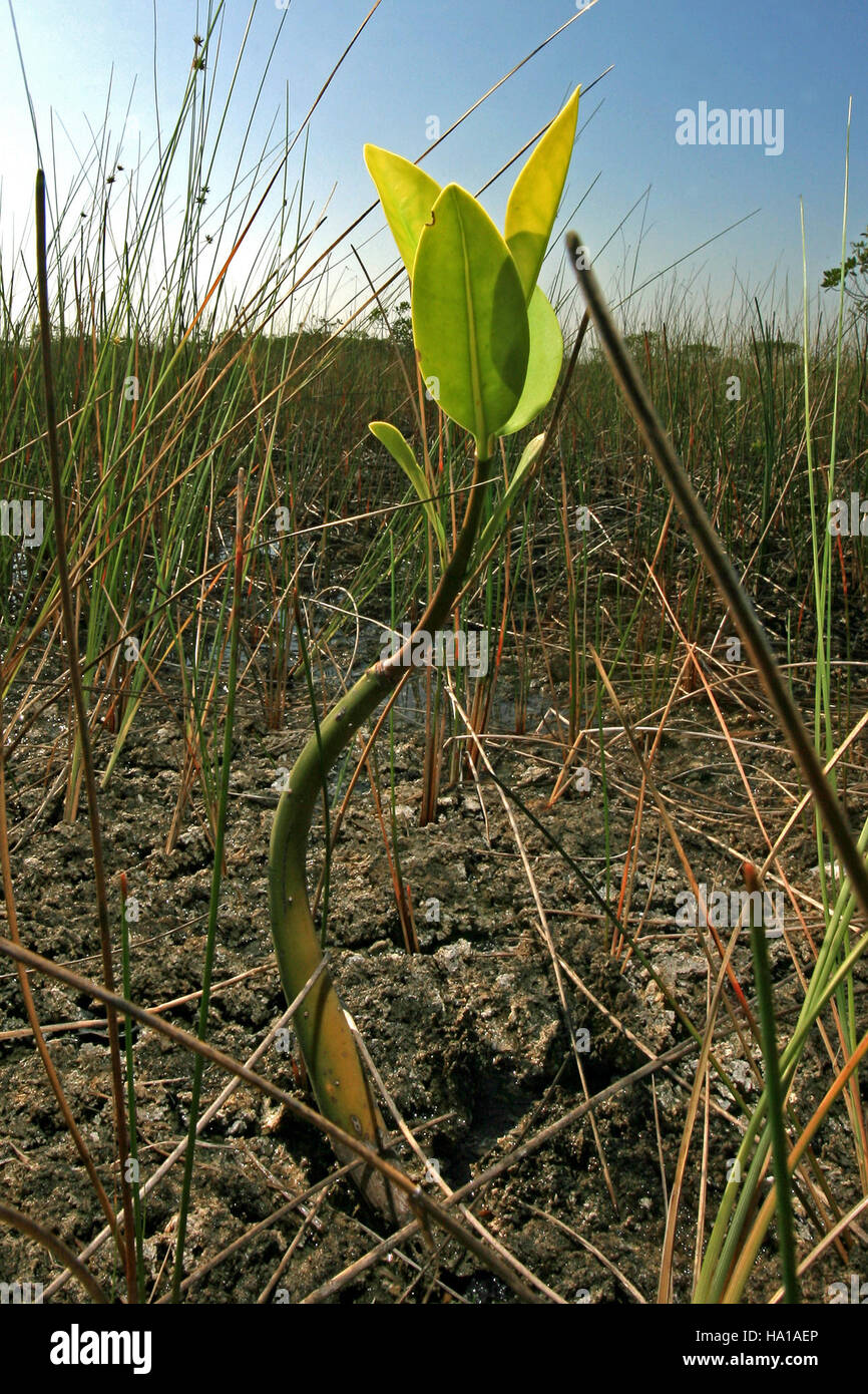 This image shows the mangrove ecosystems of Everglades National Park ...