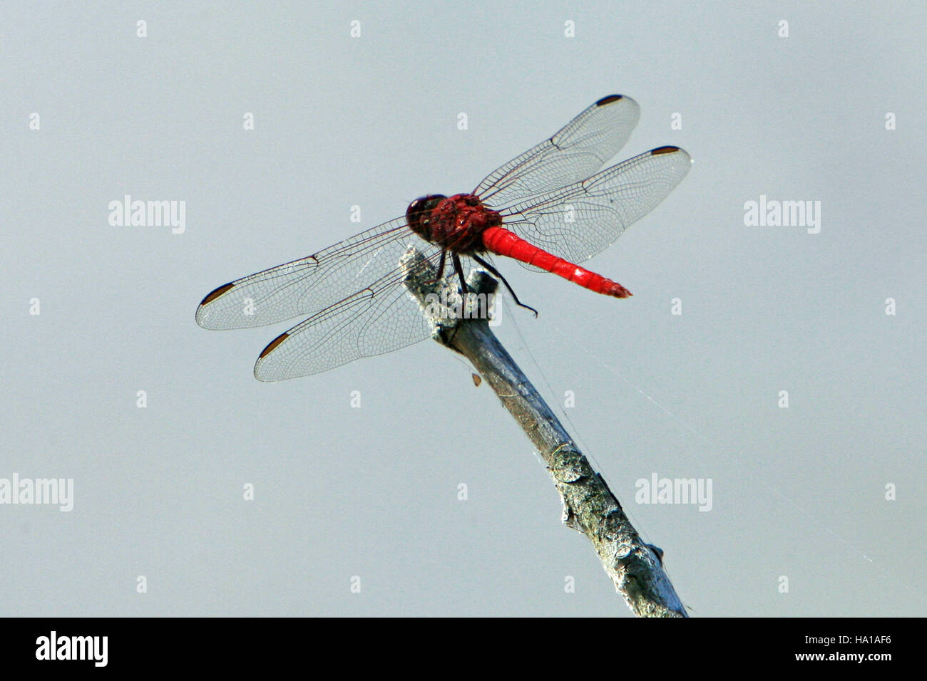 A dragonfly captured by G. Gardner in the Everglades National Park ...