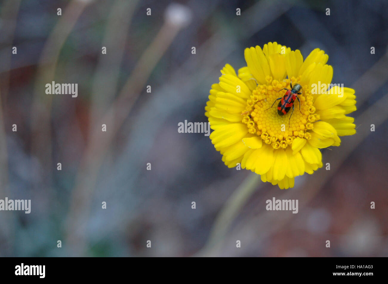 Desert beetle habitat hi-res stock photography and images - Alamy