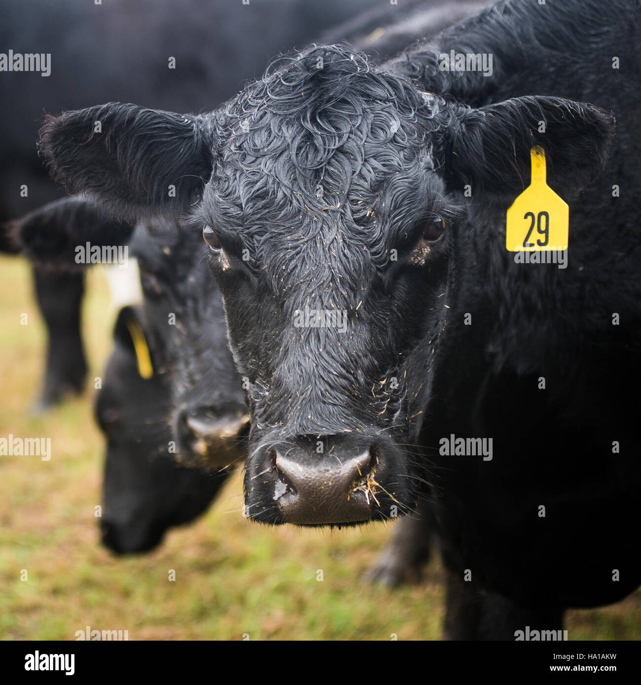 Fish abatement hi-res stock photography and images - Alamy