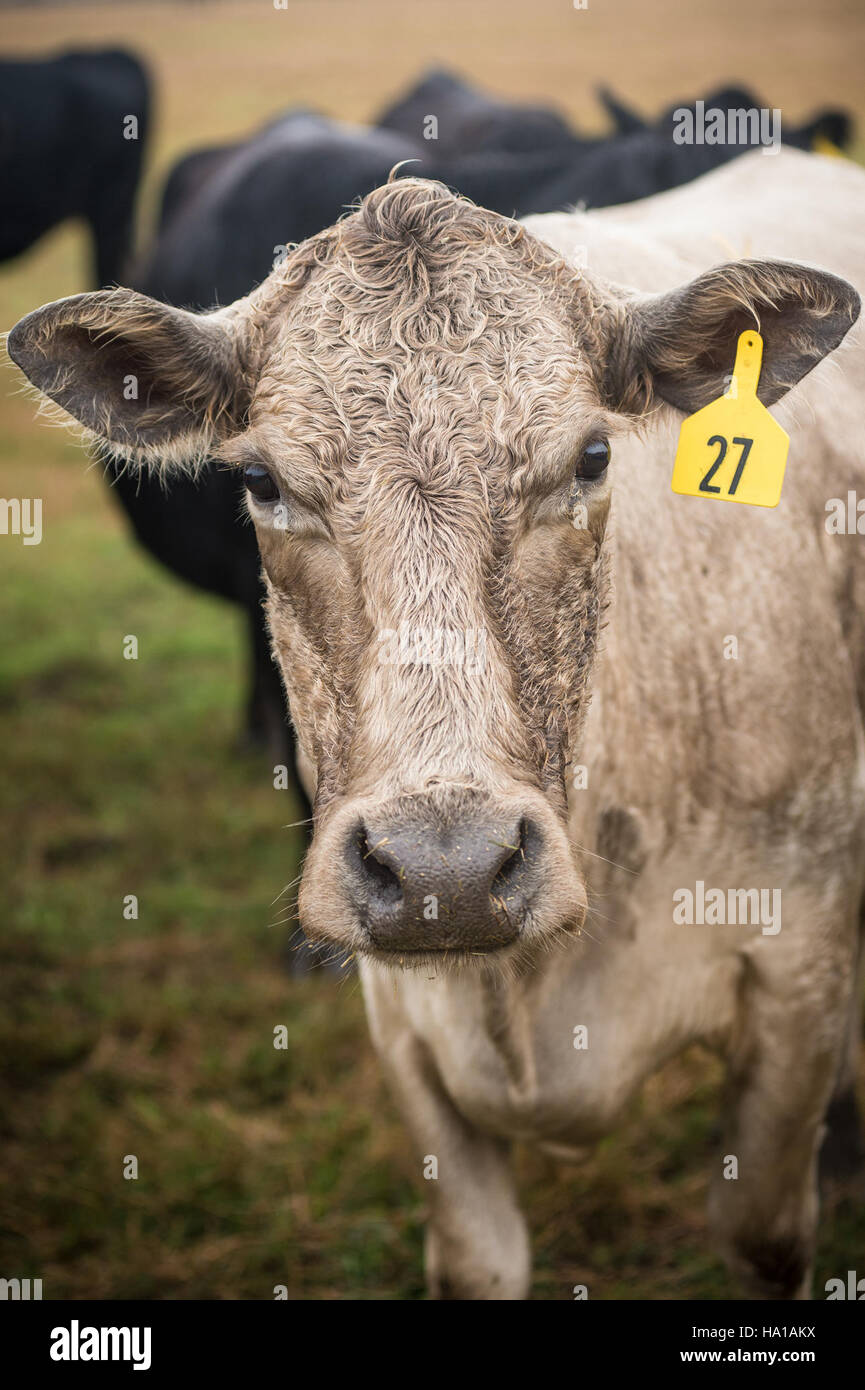 The USDA's Renewable Energy for America Program (REAP) supports ...