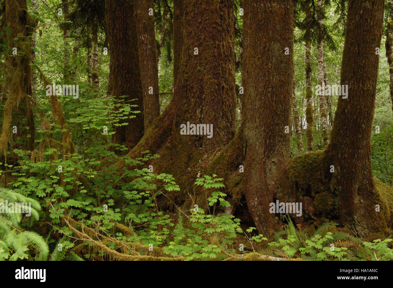 A nurse log in the Hoh Rain Forest along the Olympic National Park's ...