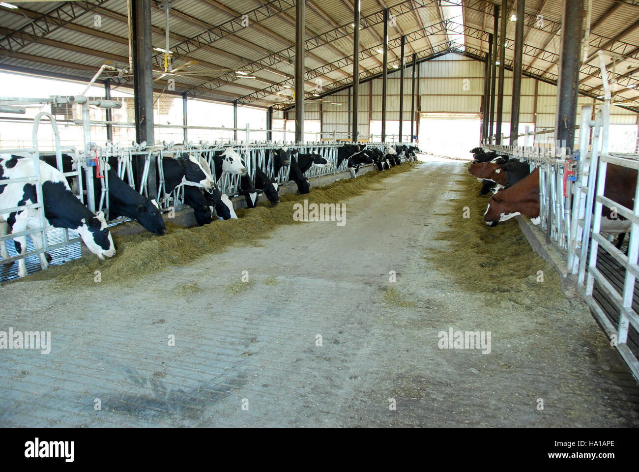 A newly constructed dairy shed and animal waste system aim to improve ...