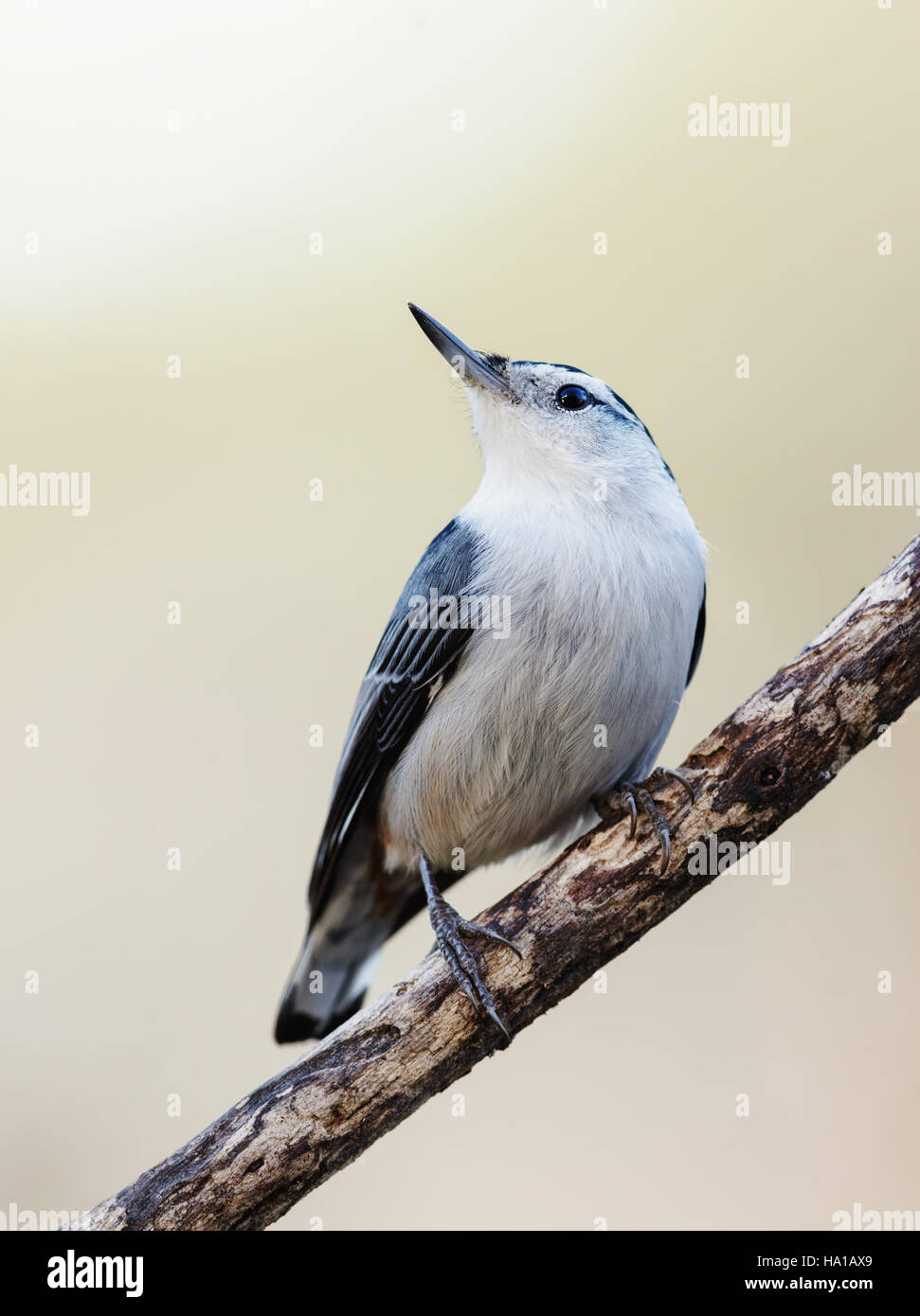 A white-breasted nuthatch perched on a tree branch, foraging for food ...