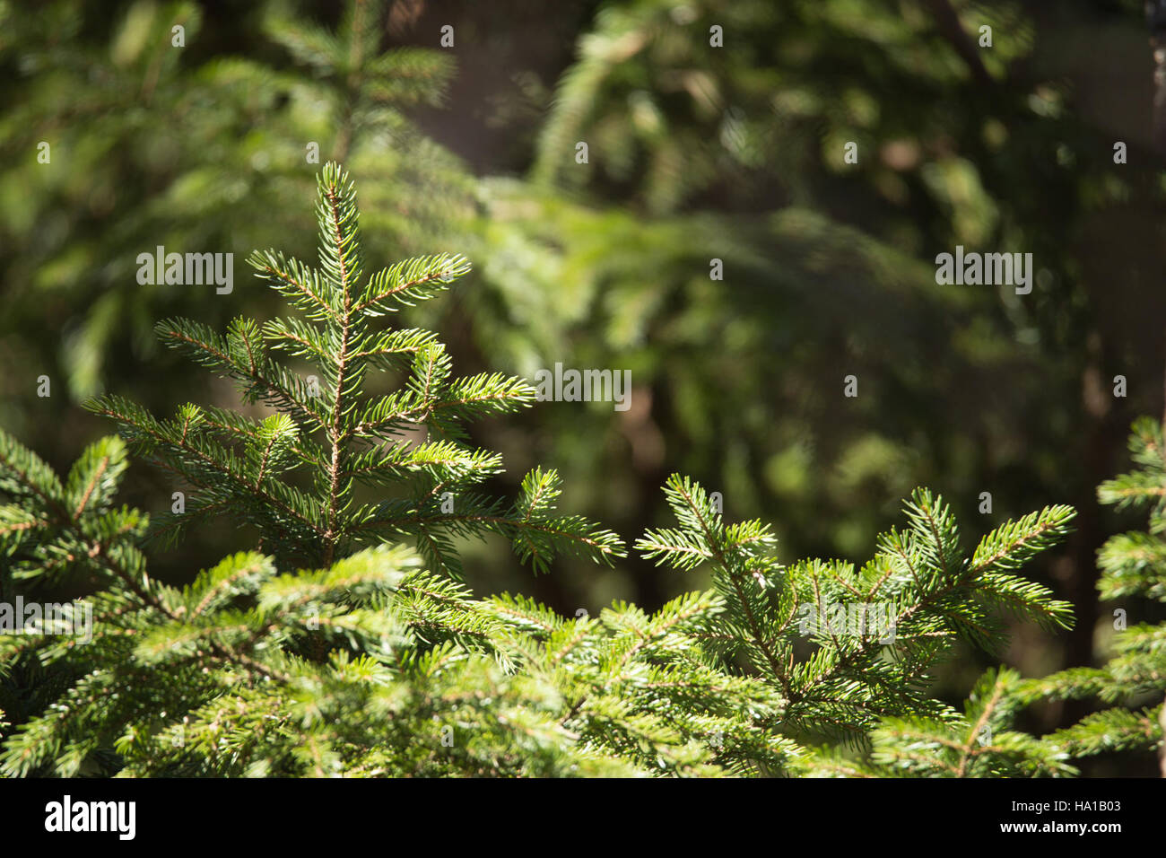 Red spruce tree stands hi-res stock photography and images - Alamy
