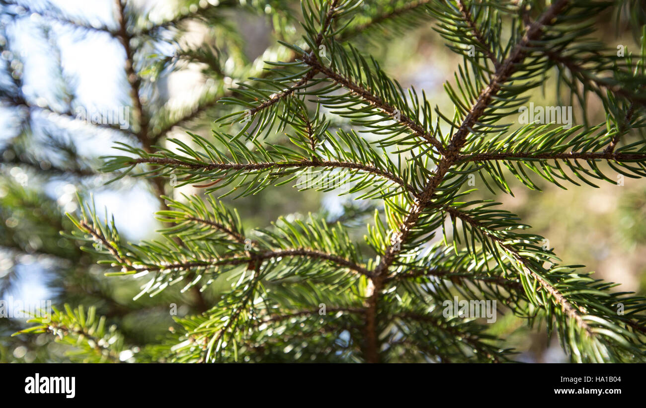 A Red Spruce tree stands tall in a National Park, representing the park ...