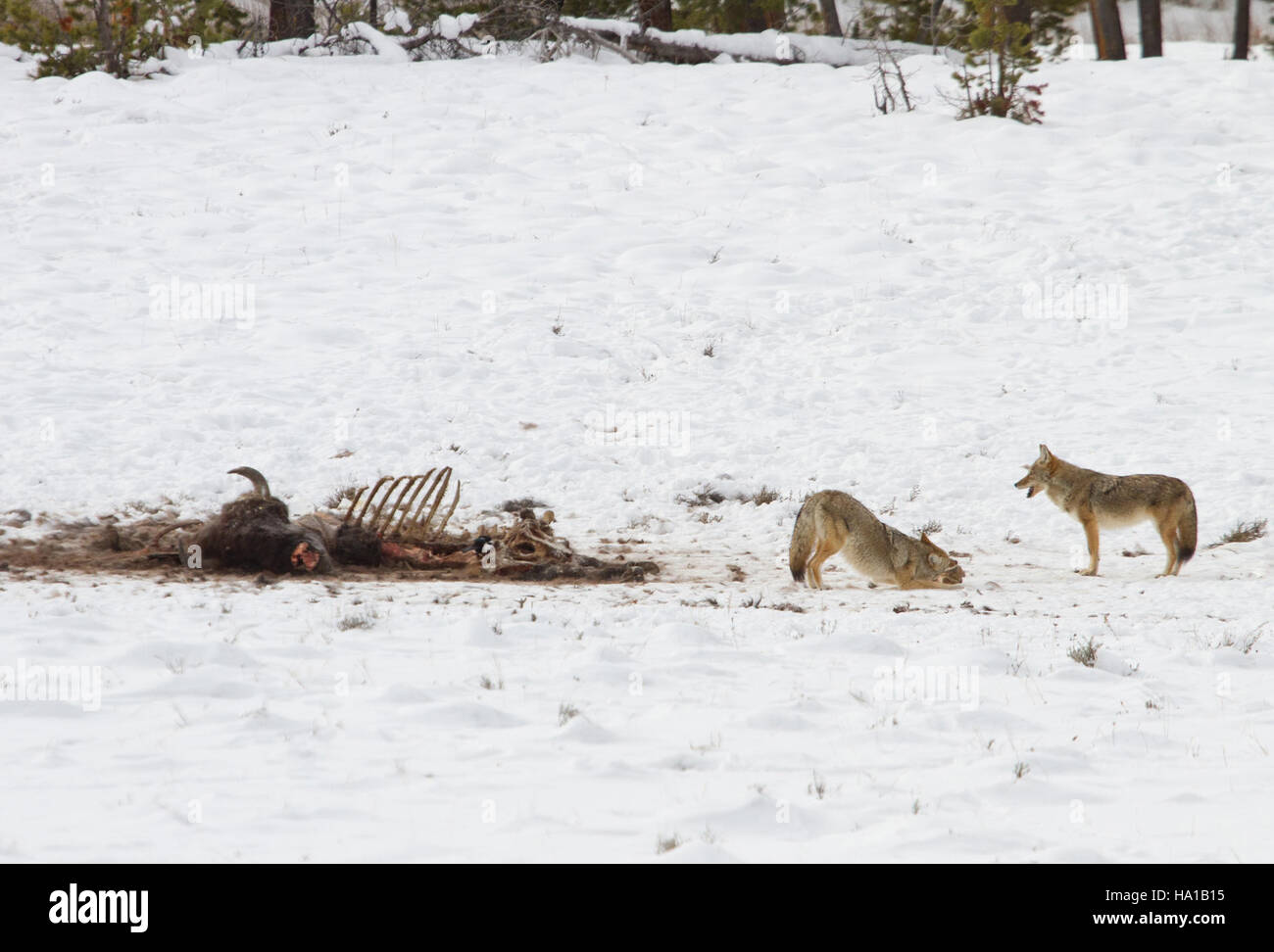 In Yellowstone National Park, coyotes are seen scavenging a bison ...
