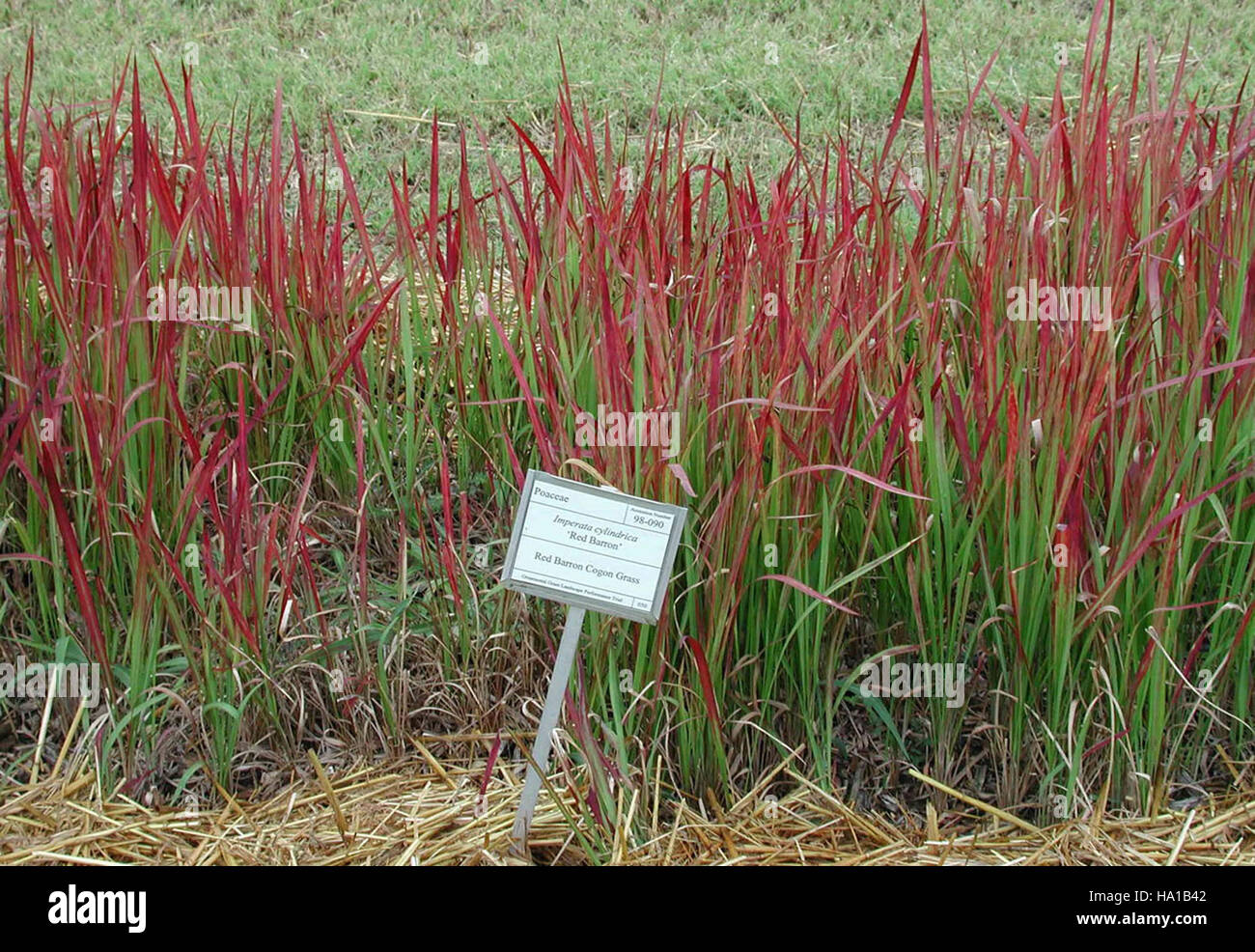 Cogongrass is an invasive species that poses a significant threat to ...