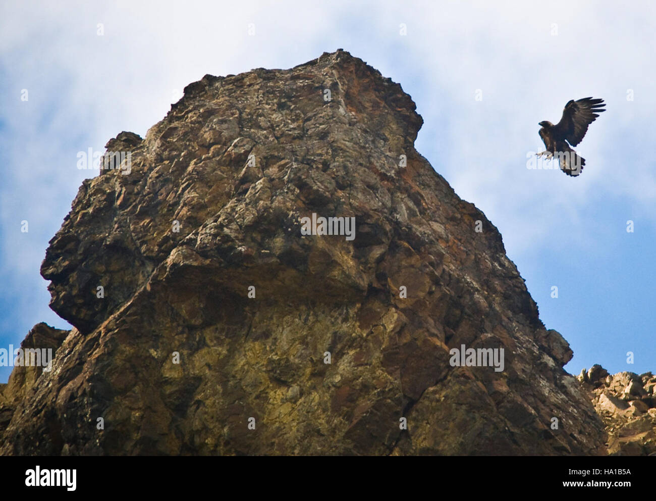 A golden eagle soaring over Denali National Park, a symbol of the park ...