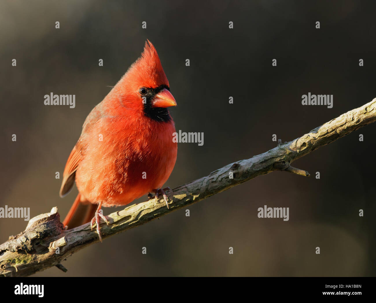 The vibrant red hues in this nature scene capture the fiery intensity ...