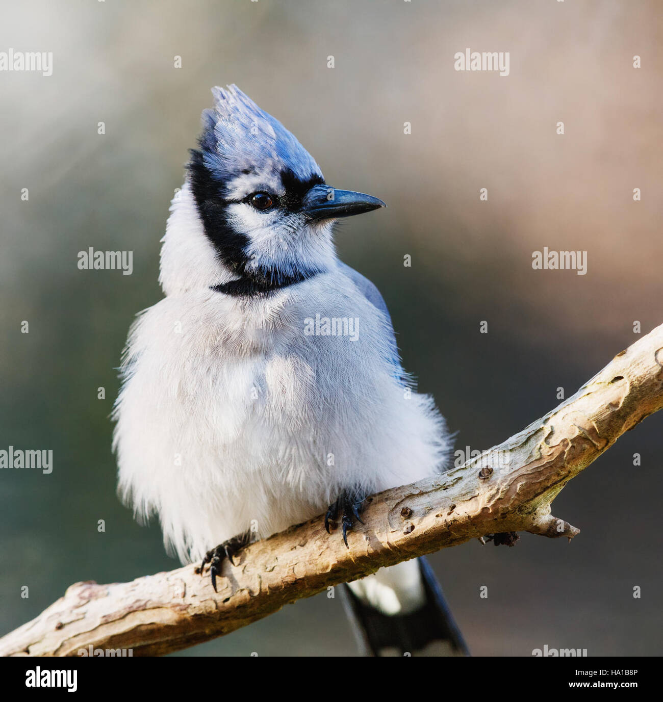 Weather birds hi-res stock photography and images - Alamy