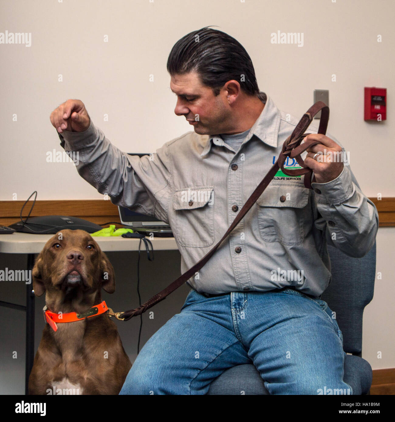 Wildlife detection dog hi-res stock photography and images - Alamy