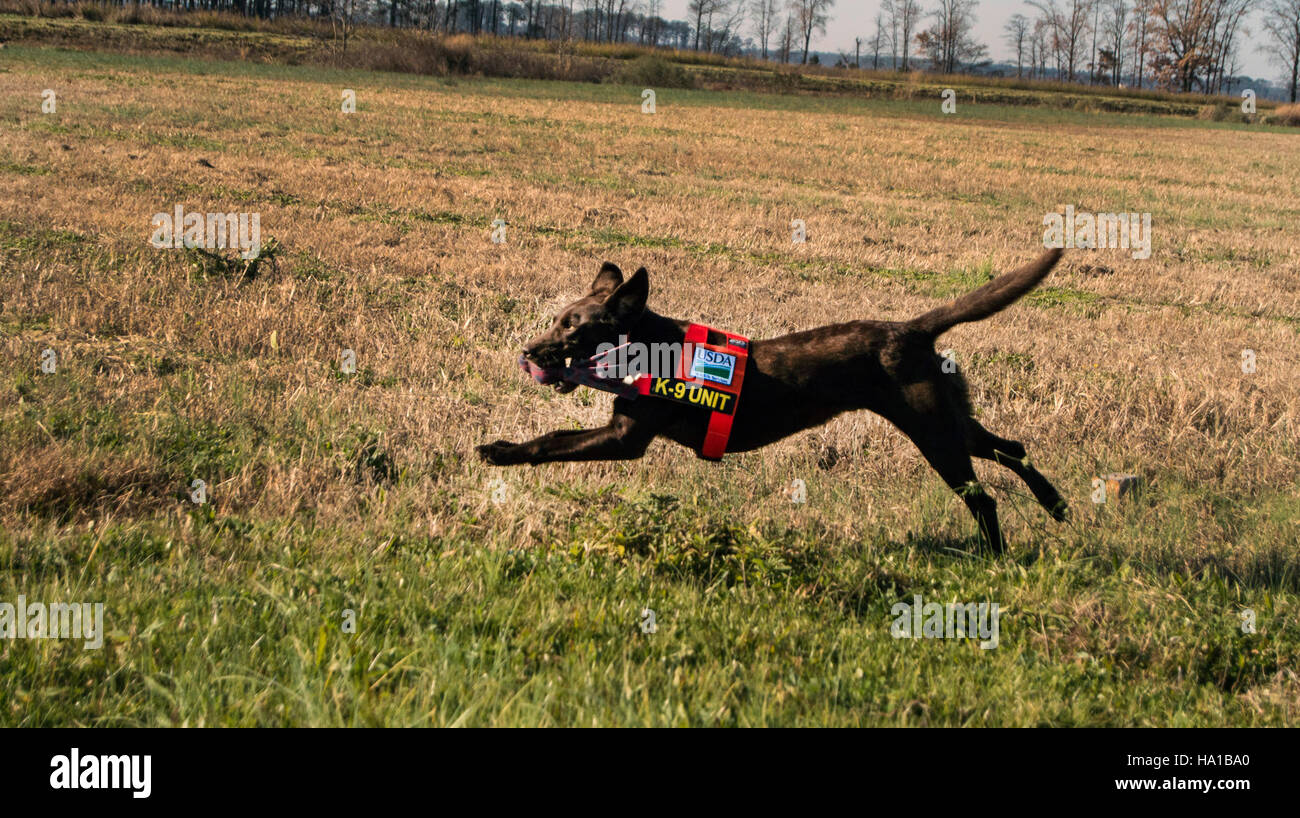Wildlife detection dog hi-res stock photography and images - Alamy