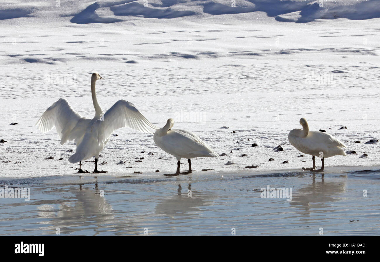 Trumpeter swans in Yellowstone National Park, one of the largest ...