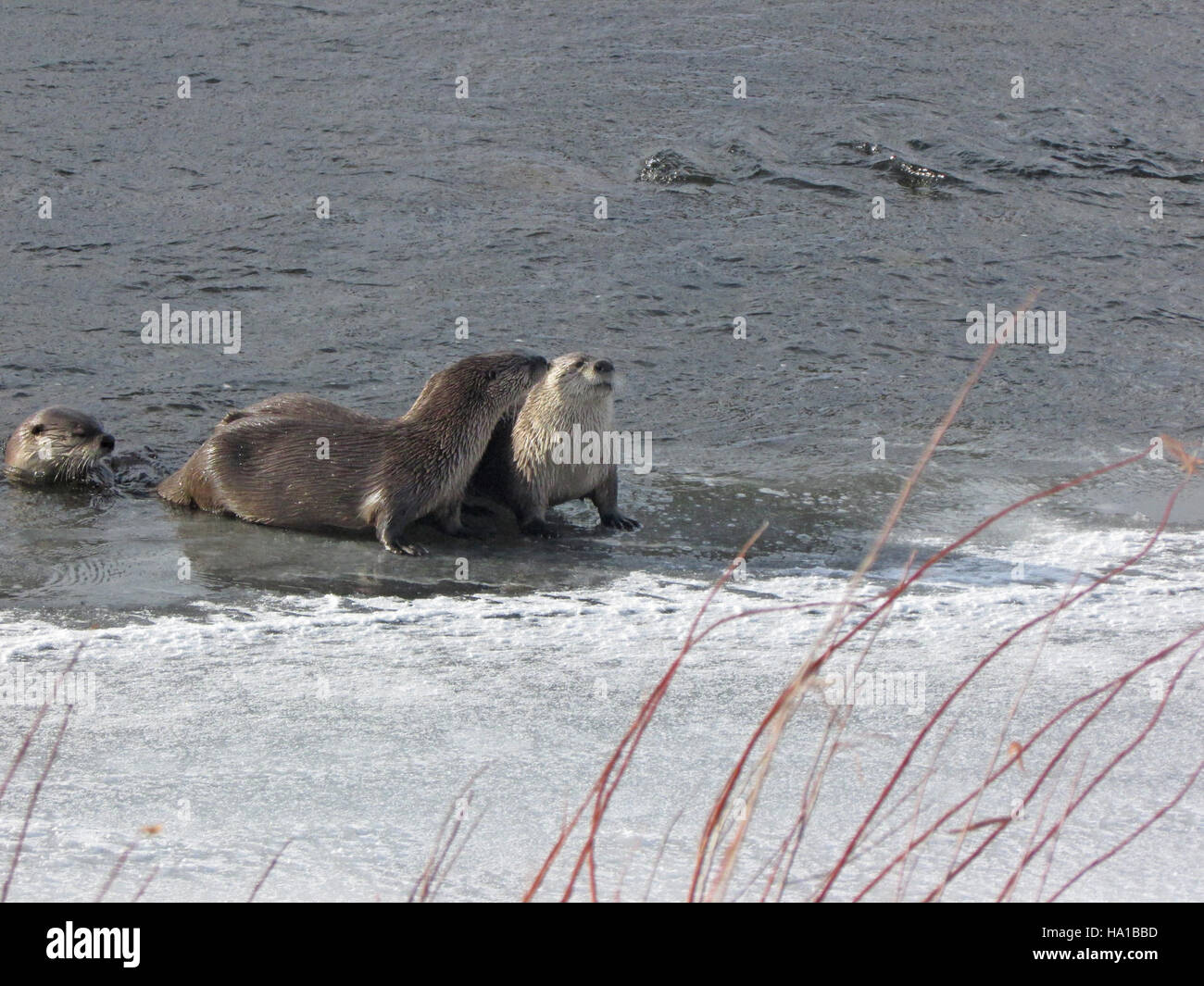 A river otter in Yellowstone National Park, emphasizing the park's ...