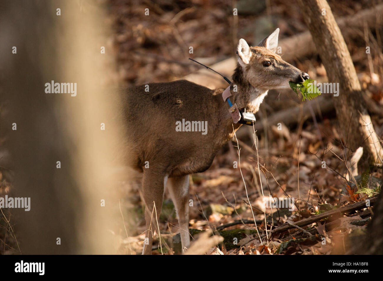A collared deer is pictured, highlighting wildlife tracking efforts ...
