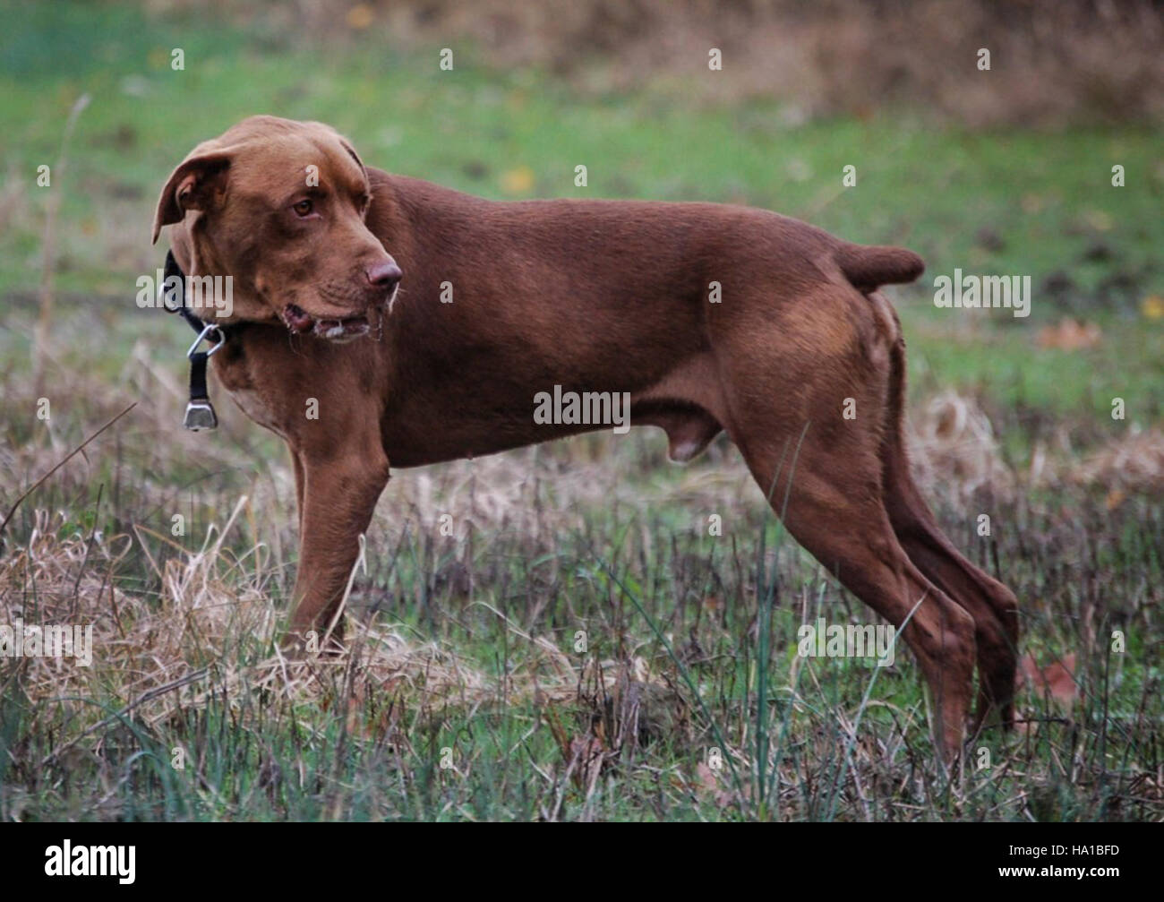 Pjb hi-res stock photography and images - Alamy