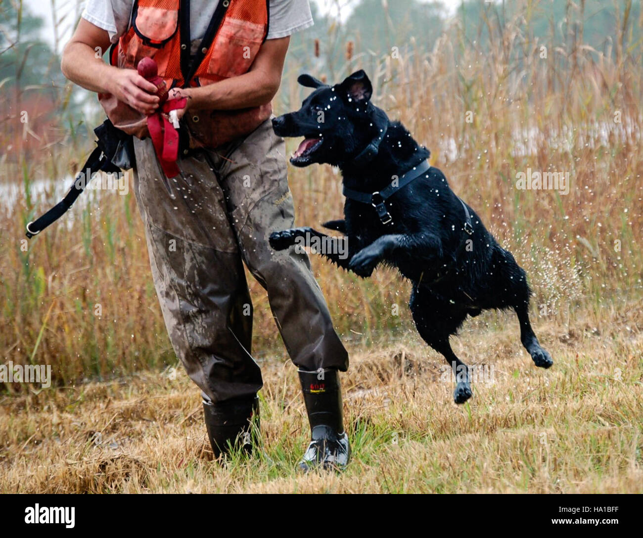 Wildlife detection dog hi-res stock photography and images - Alamy