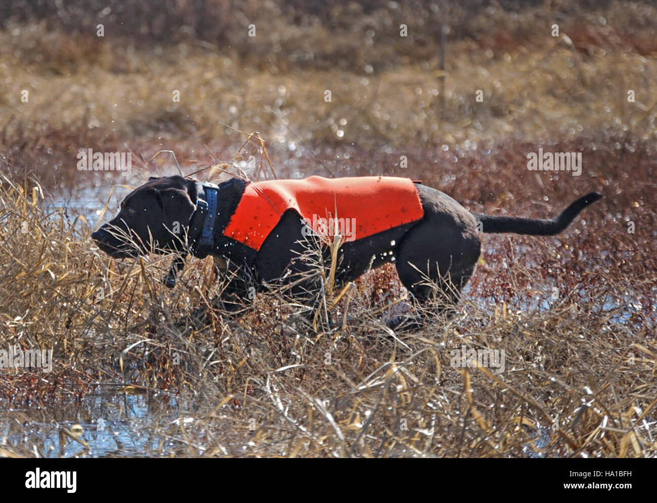 Pjb hi-res stock photography and images - Alamy