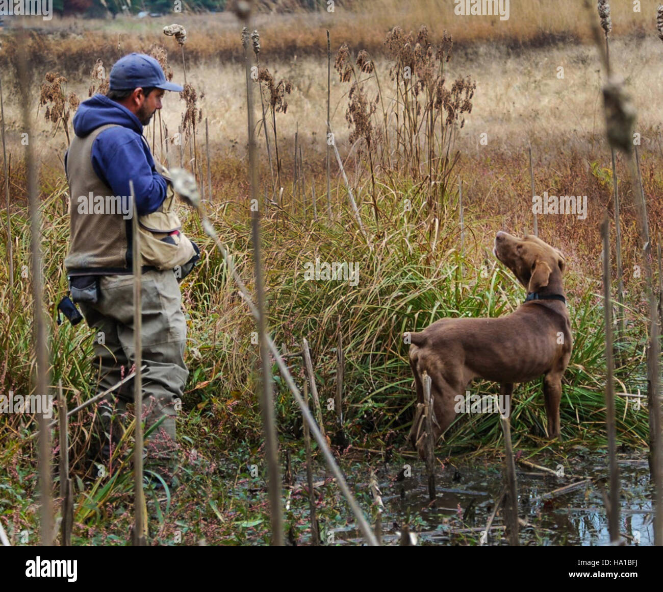 Wildlife detection dog hi-res stock photography and images - Alamy