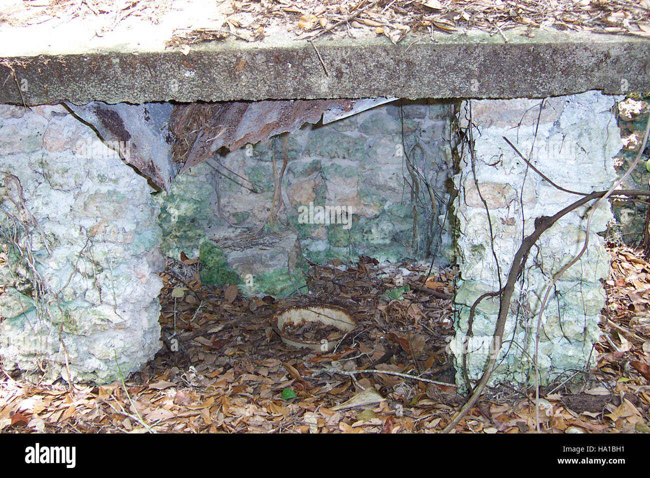 The Royal Palm area in Everglades National Park, preserved by the CCC ...