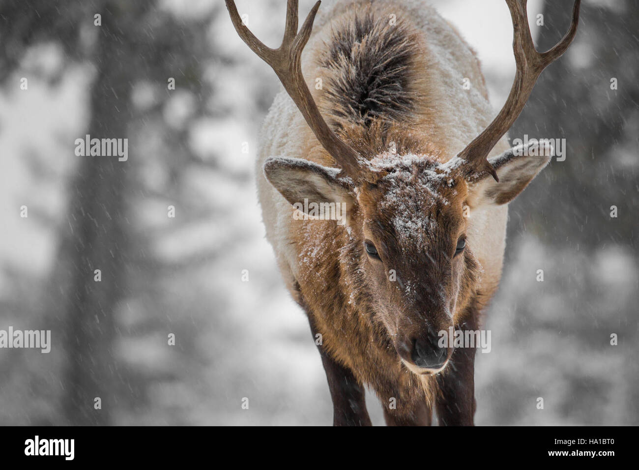 A bull elk stands in front of Mammoth Hot Springs in Yellowstone ...
