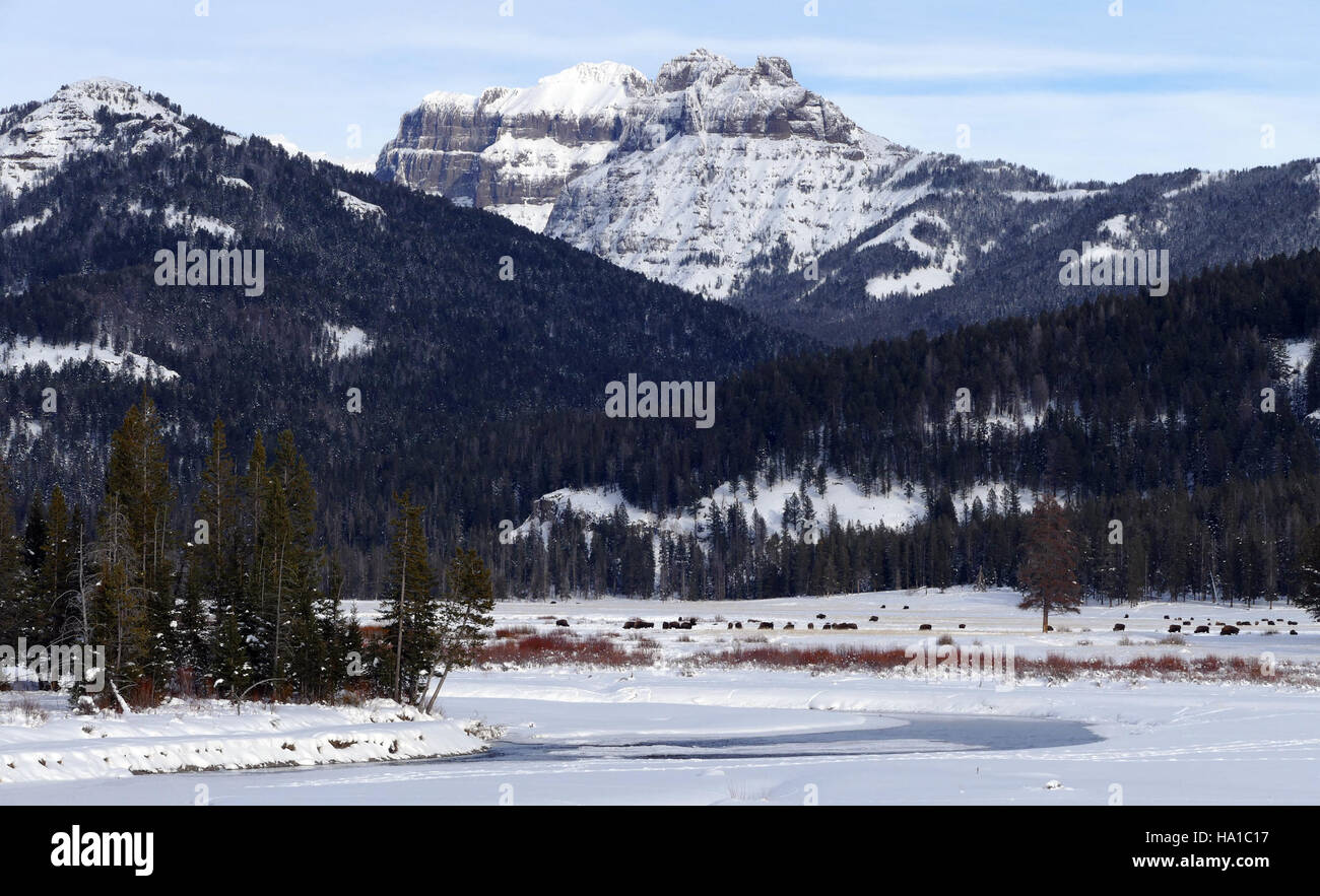 Bison in Round Prairie, Yellowstone National Park, highlight the ...