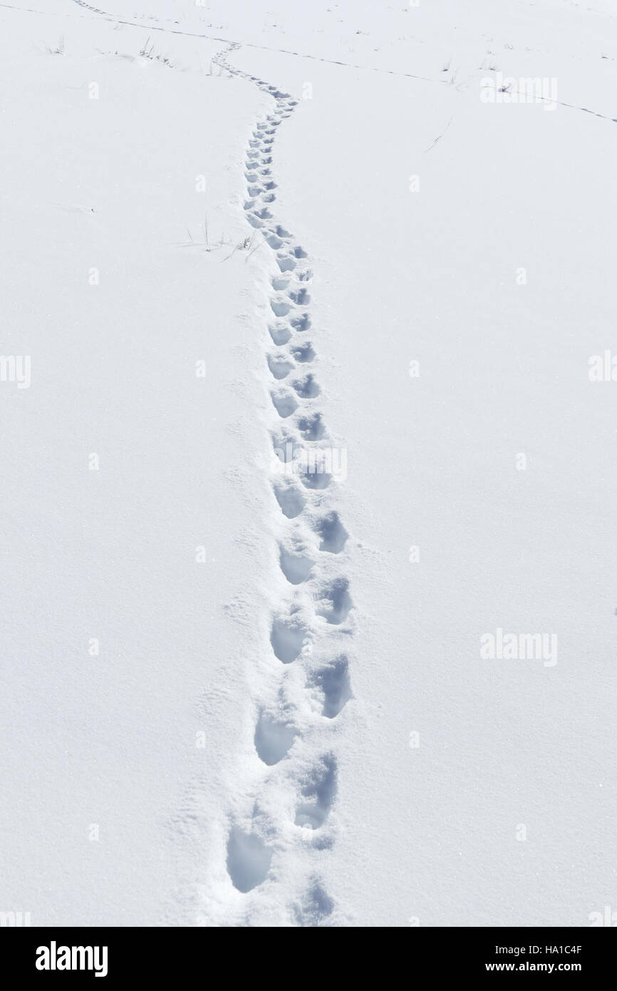 Badger tracks hi-res stock photography and images - Alamy