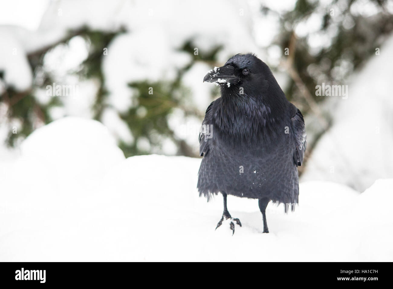A raven searches for food in the wilds of Glacier National Park ...