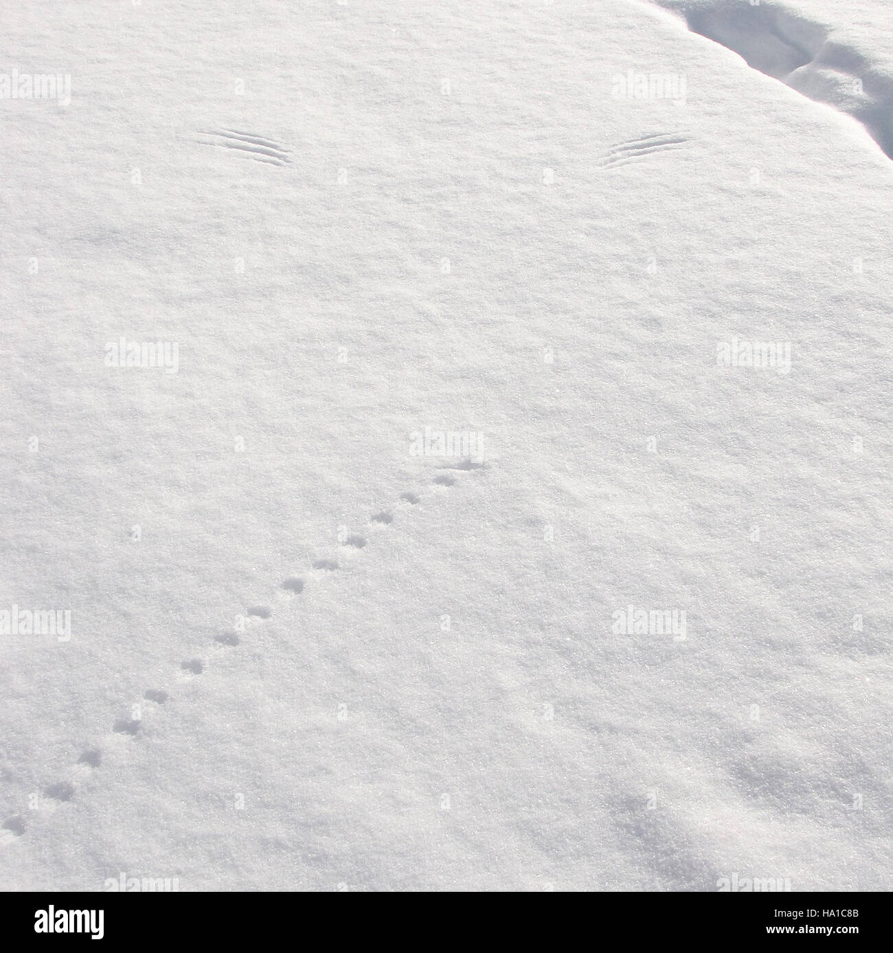 Field Mouse Tracks