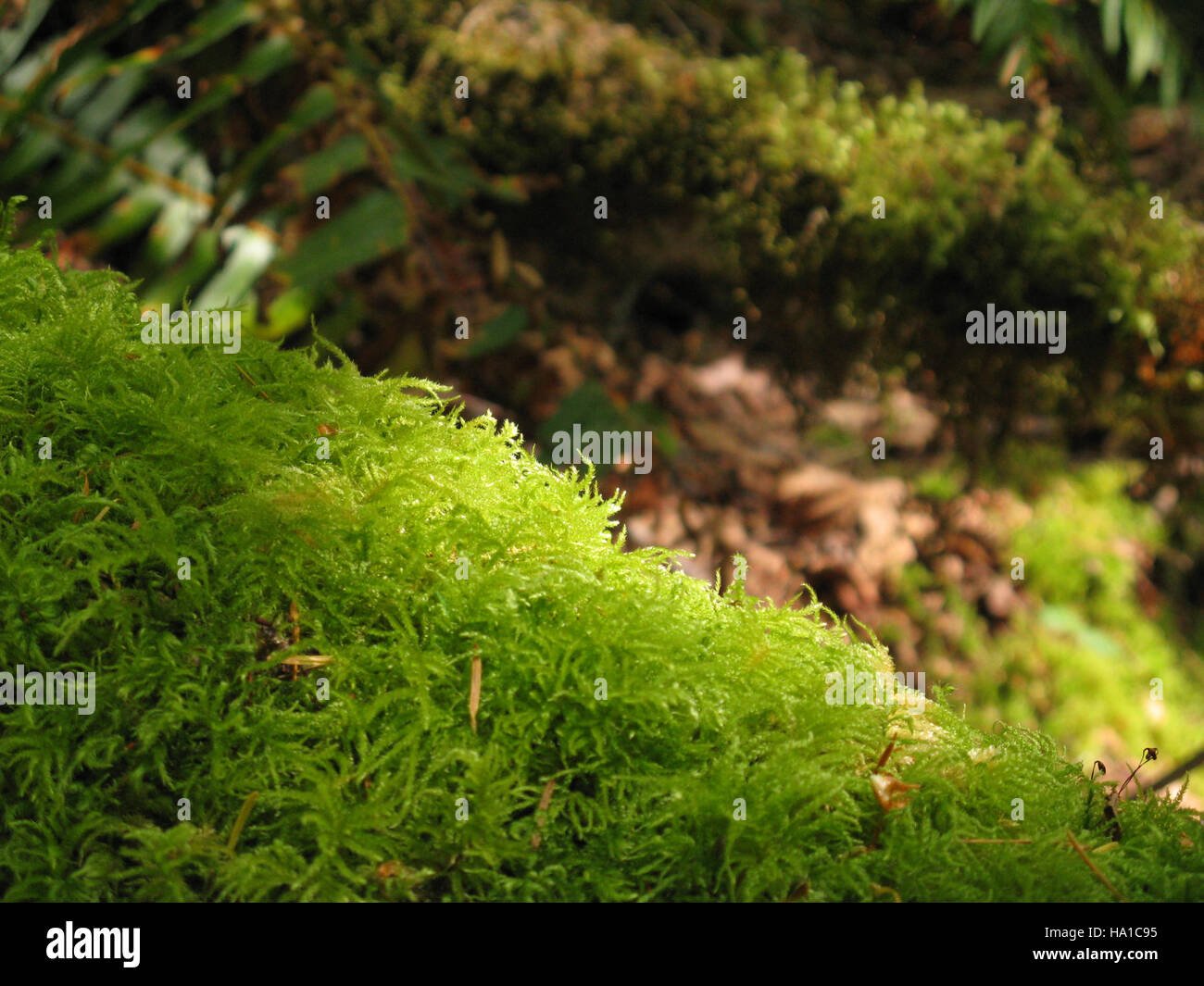 olympicnps 17137595290 plant broom moss NPS Photo Stock Photo - Alamy