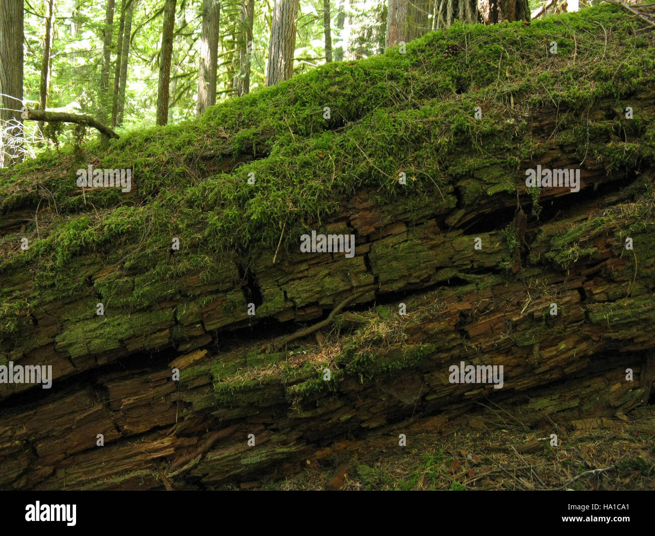 Moss-covered logs decompose in the damp forest of Olympic National Park ...