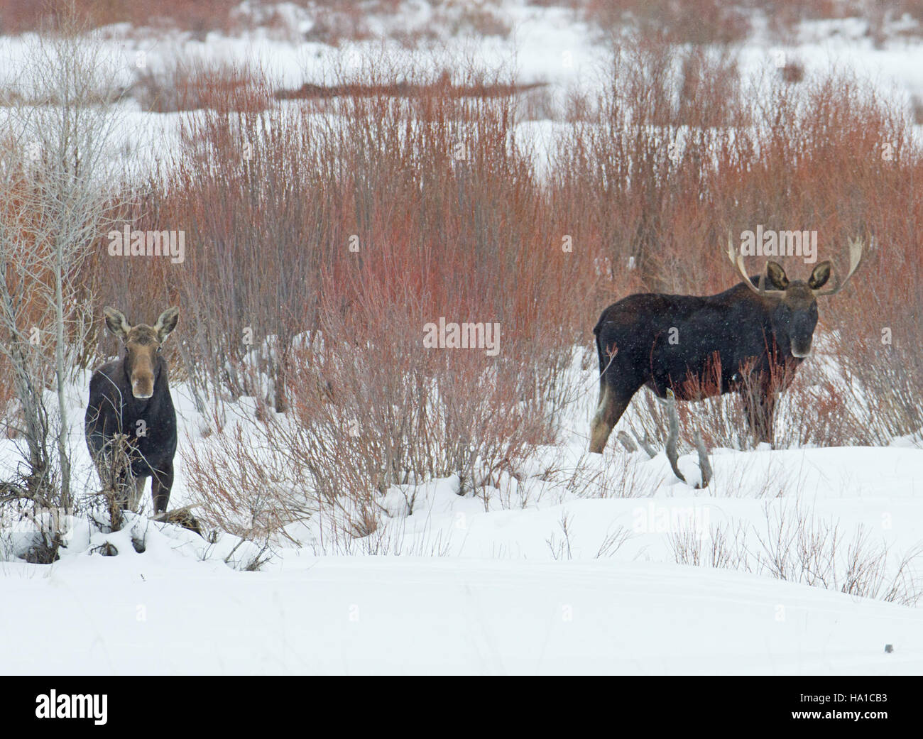 A moose is spotted at Pebble Creek in Yellowstone National Park ...