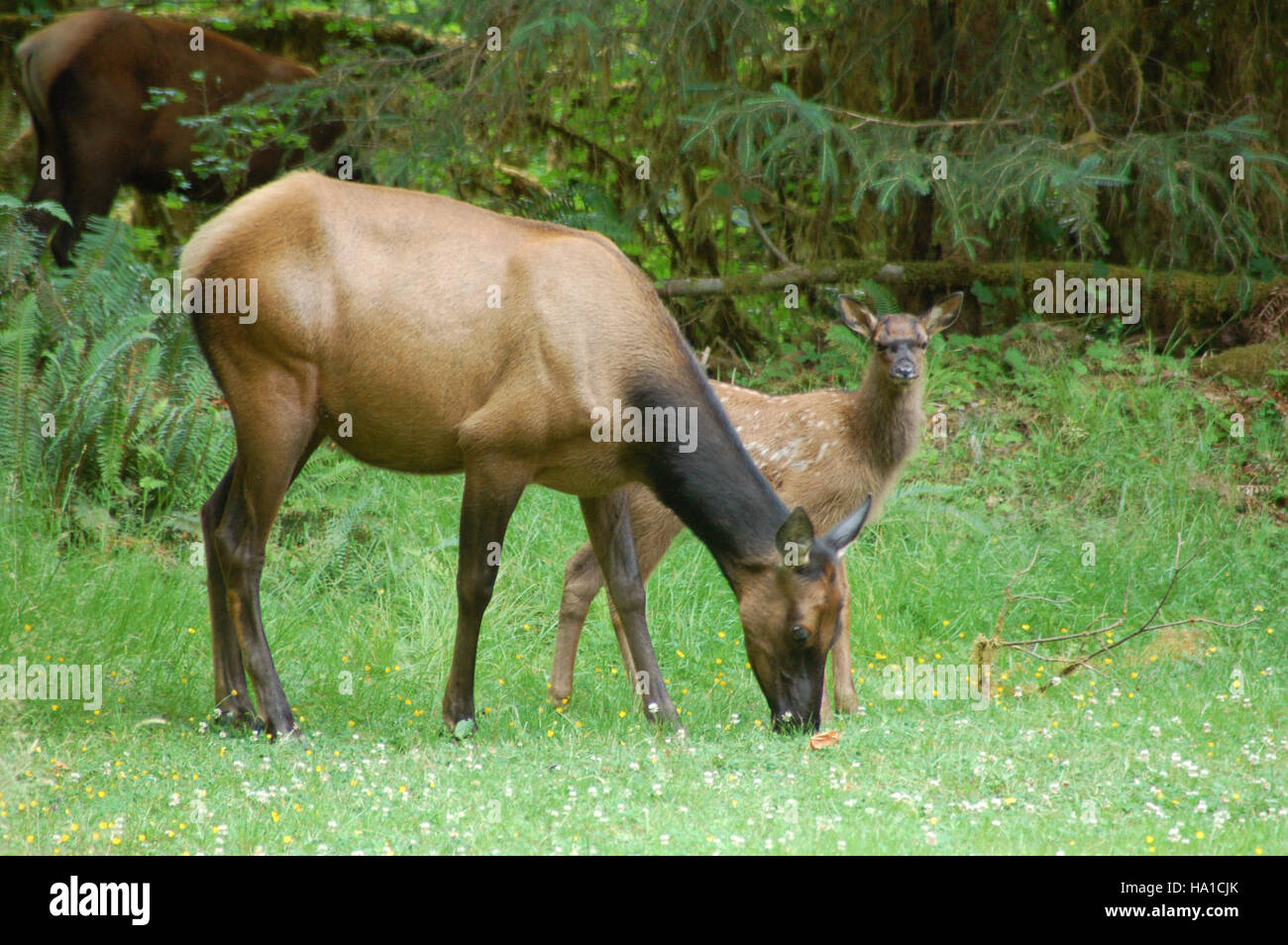 A photograph of a female elk and her fawn in the Hoh Rainforest within ...