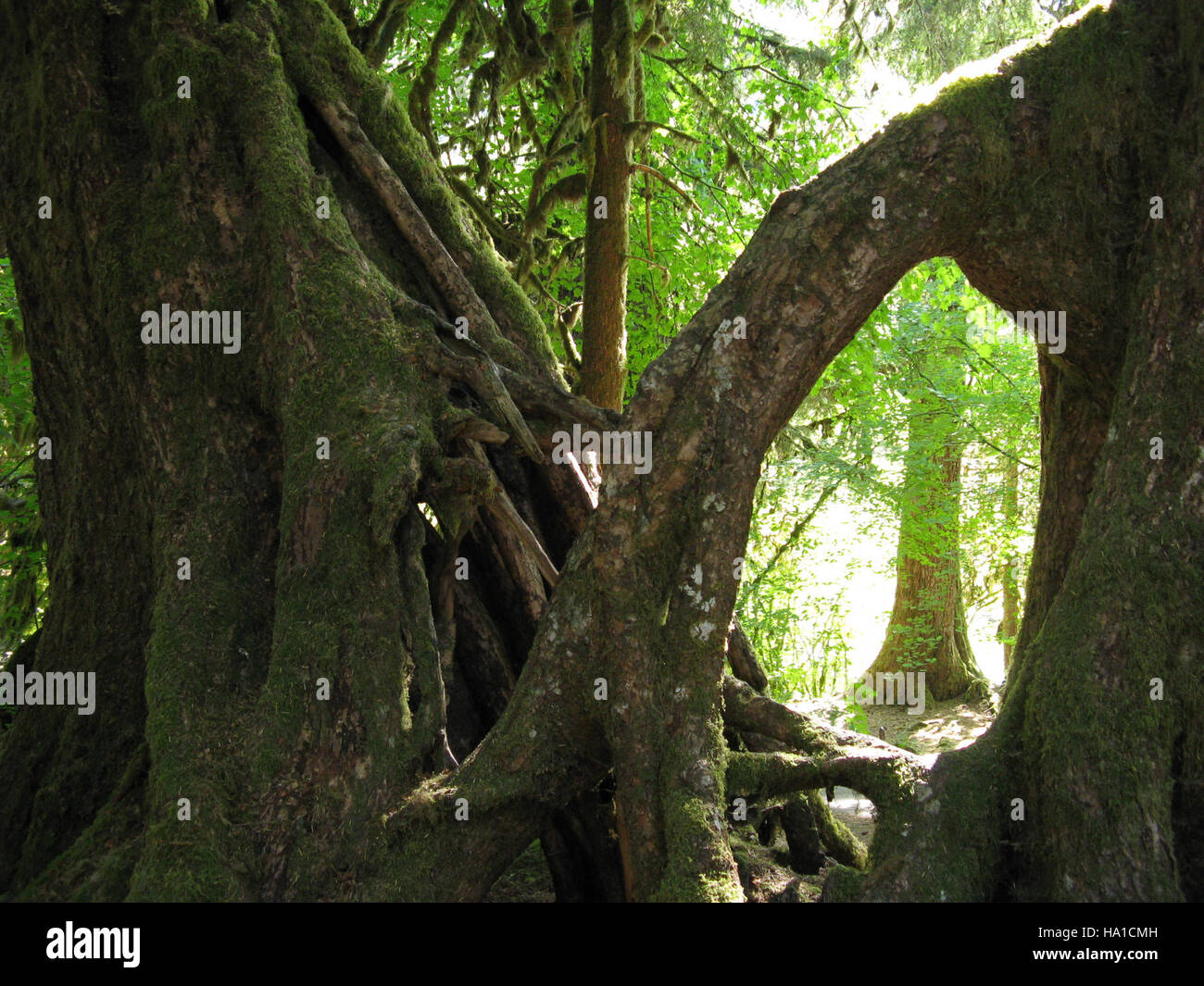 In Olympic National Park, a nurse log is a fallen tree that provides a ...