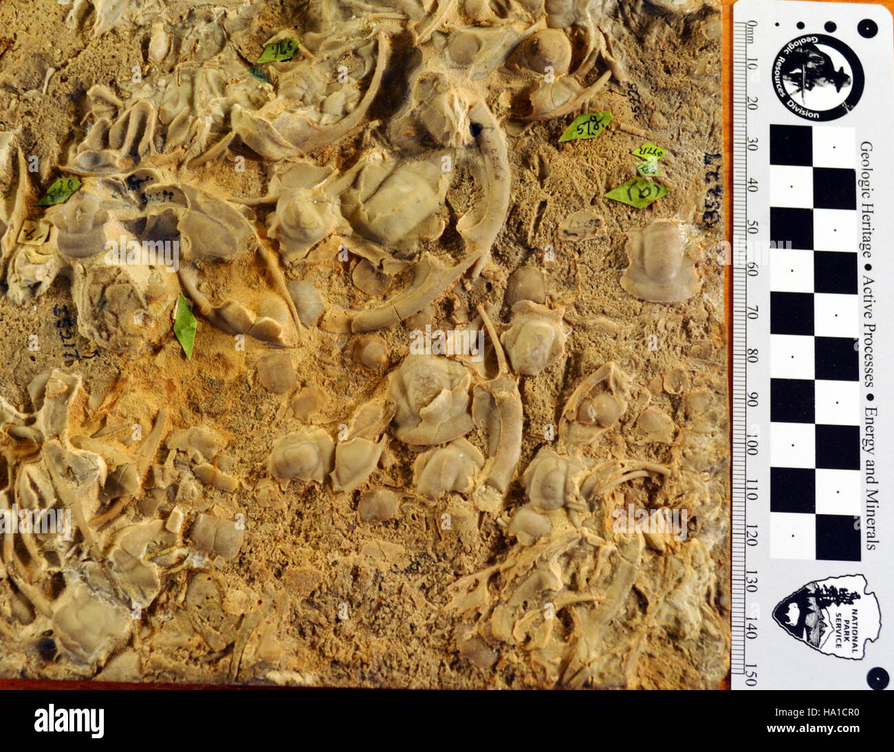 Trilobite fossil beds hi-res stock photography and images - Alamy