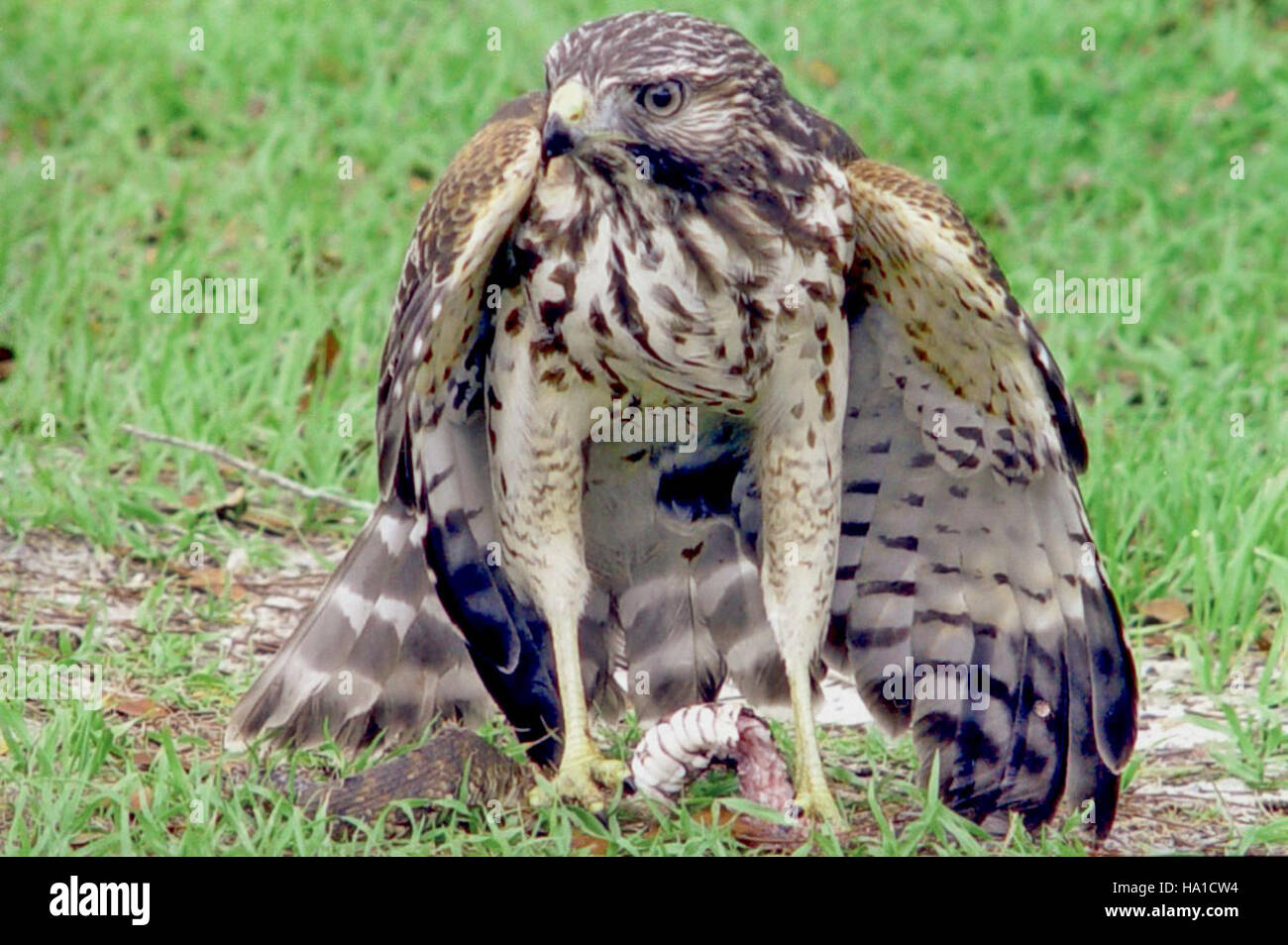A red-shouldered hawk is pictured hunting and eating a brown water ...
