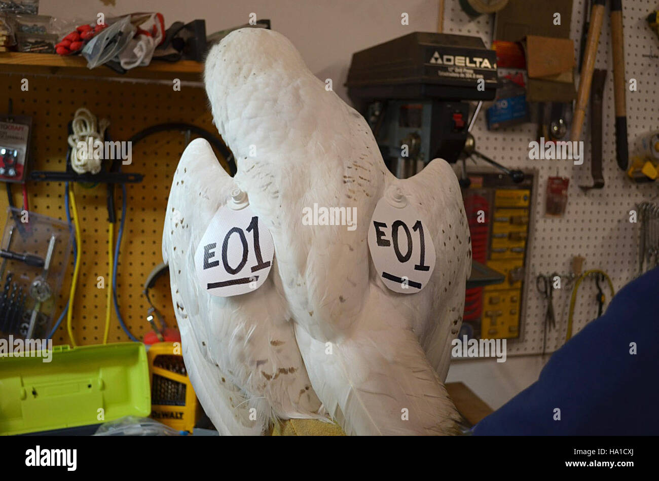 The U.S. Department of Agriculture, in collaboration with the United ...