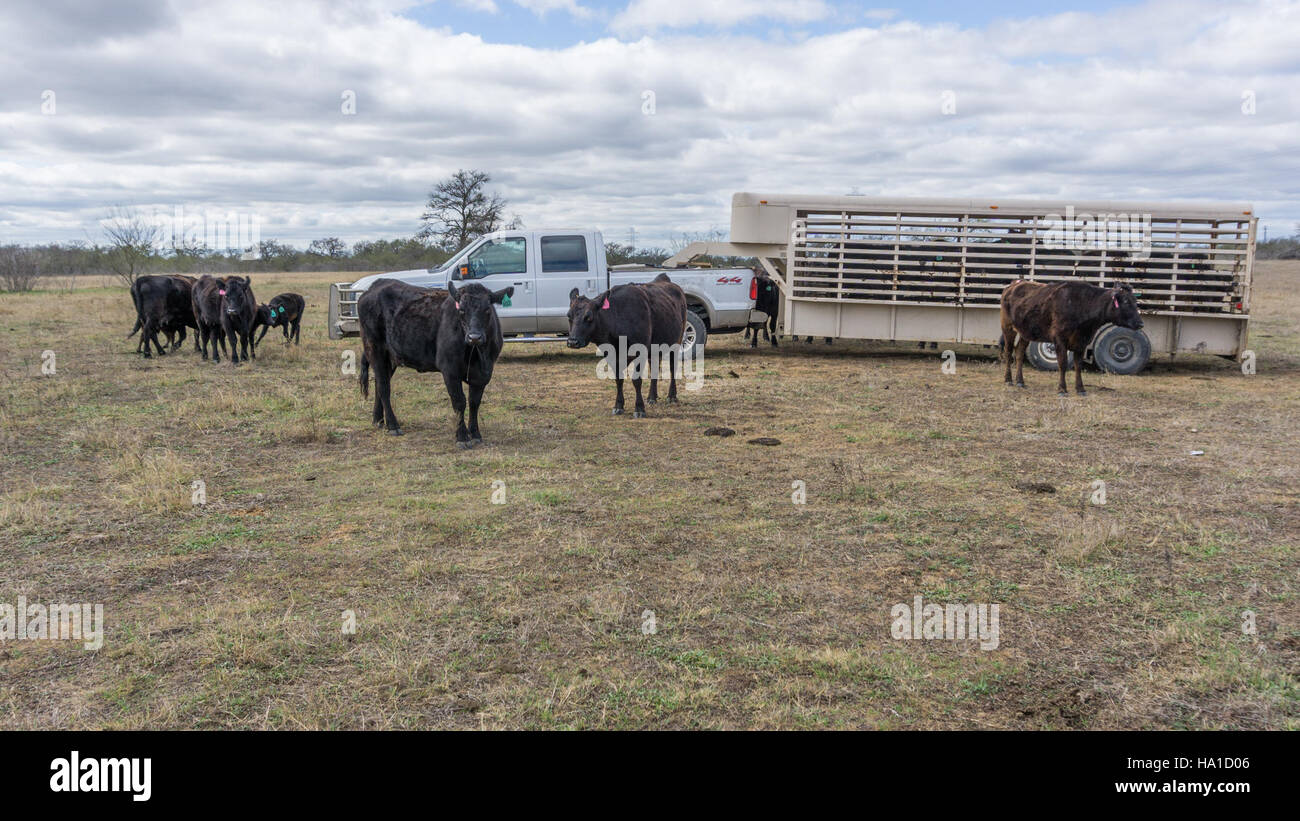 Josh Eilers manages a Wagyu beef herd as part of sustainable ...