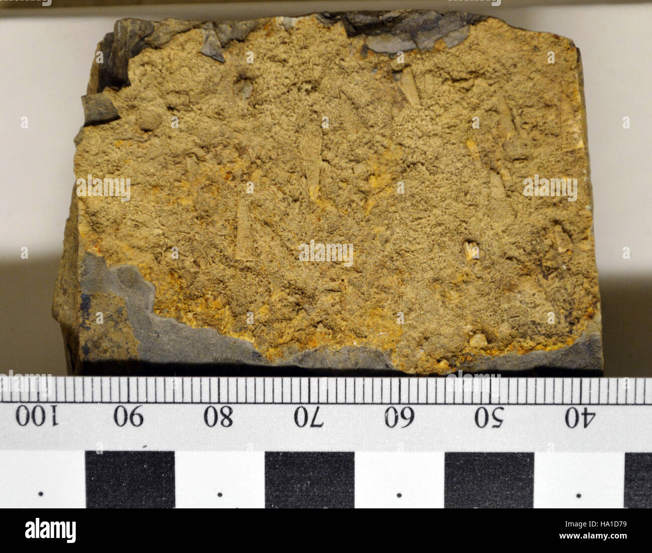 Hyoliths hi-res stock photography and images - Alamy