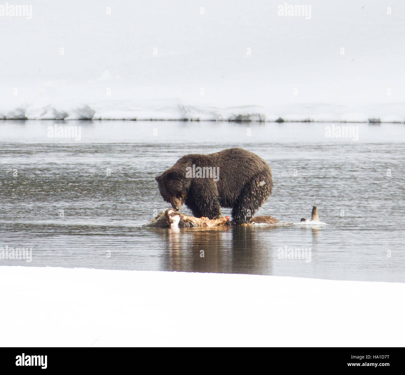 yellowstonenps 25819175955 Grizzly bear on bison carcass in Yellowstone ...