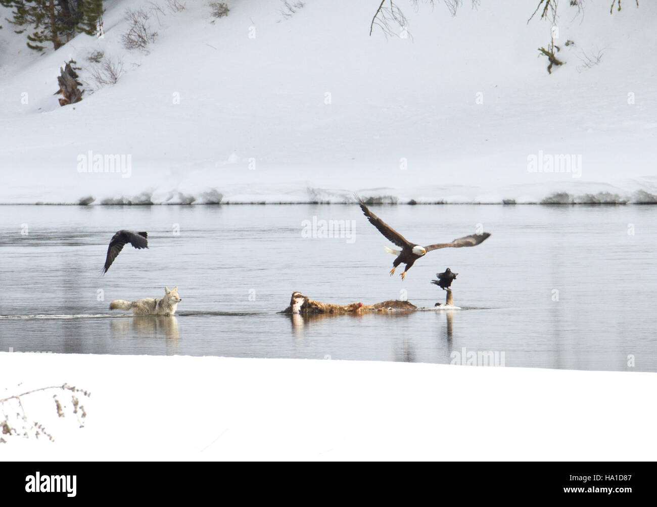 Bald eagles and ravens hi-res stock photography and images - Alamy