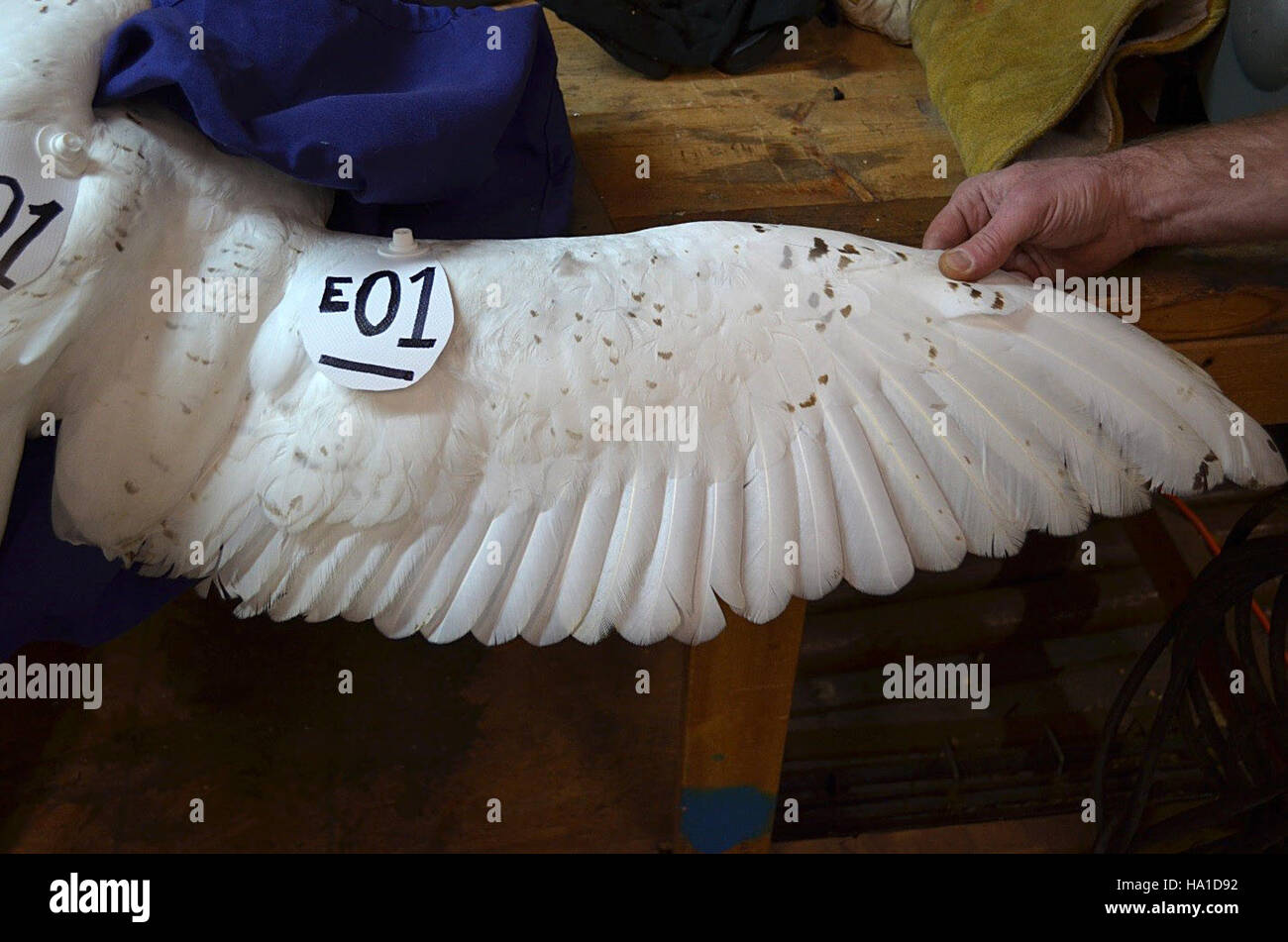 A project led by the U.S. Department of Agriculture to track snowy owls ...