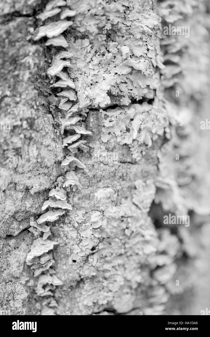 Fungi biodiversity Black and White Stock Photos & Images - Alamy