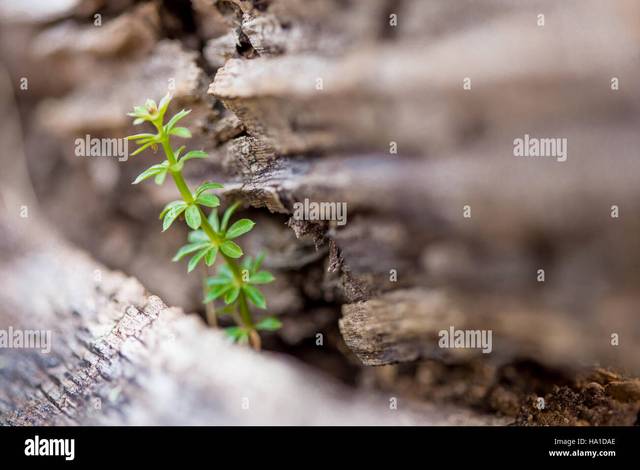This photograph captures the beauty of awakening wildlife in a national ...