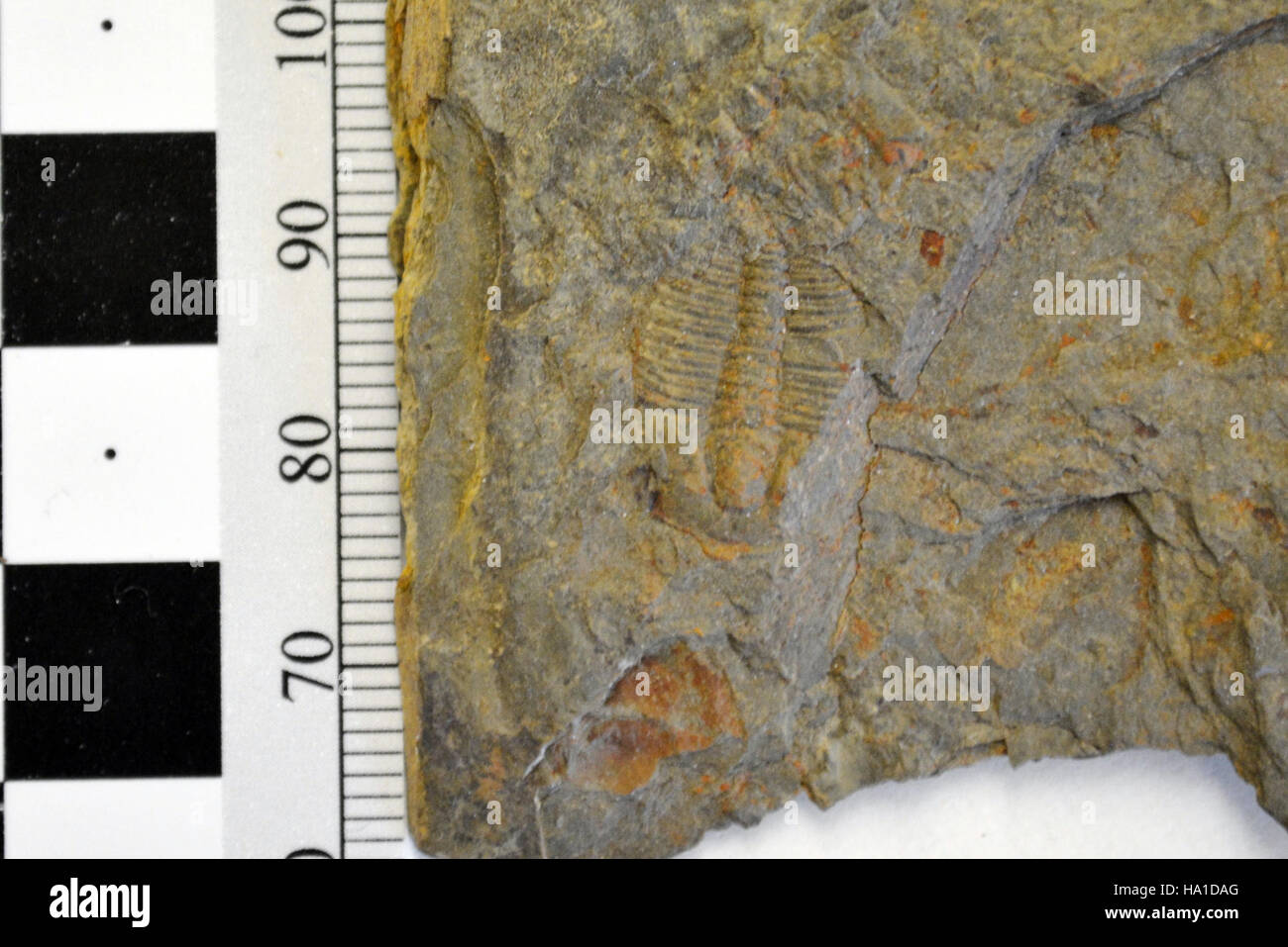 Ptychopariid trilobite fossils discovered in Yellowstone National Park ...