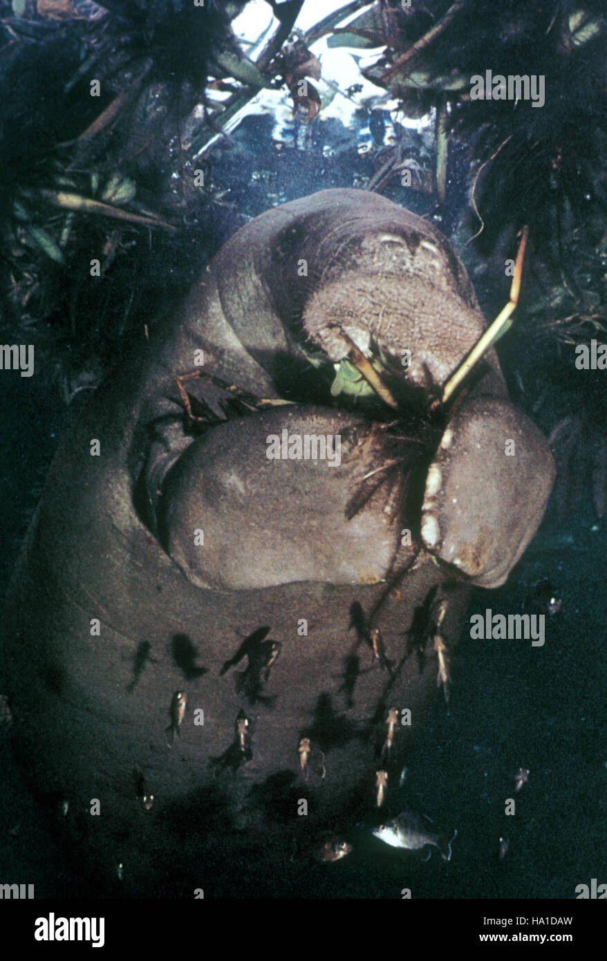 A group of manatees is observed in the Everglades National Park, where ...