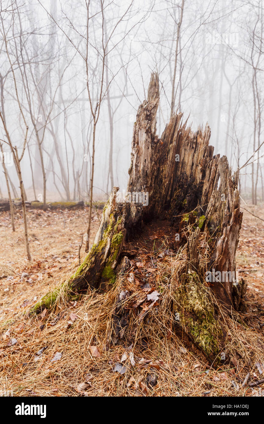 An old stump near Corbin Cabin is a remnant of the area's natural ...