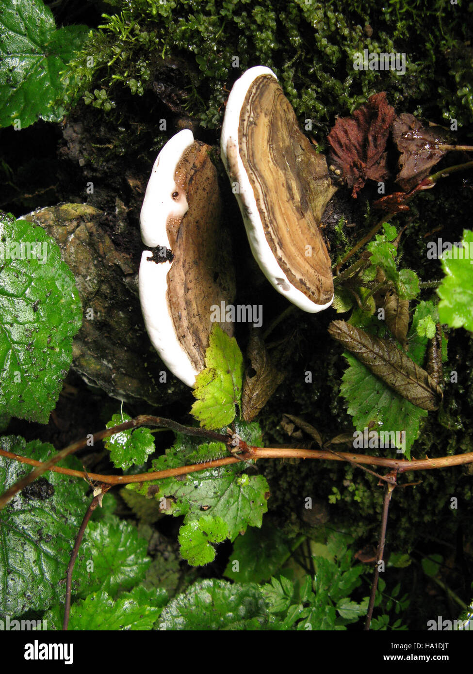 olympicnps 17324921475 Polypore shelf mushroom tree NPS Photo Stock ...