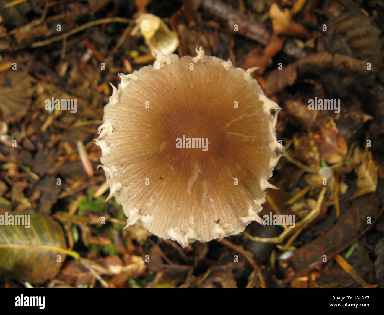 A close-up of a mushroom growing on the forest floor in Olympic ...